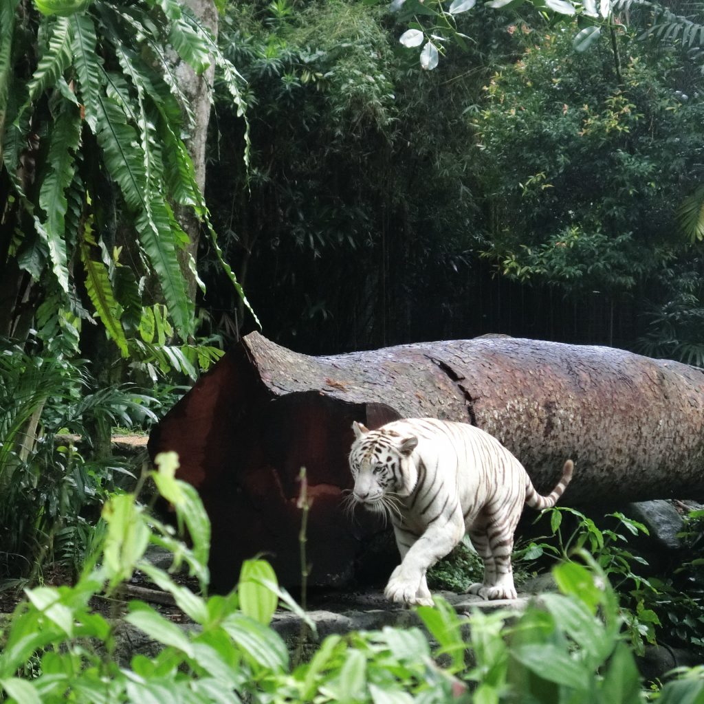 The History of Singapore’s Wild Tigers – Singapore Research Nexus