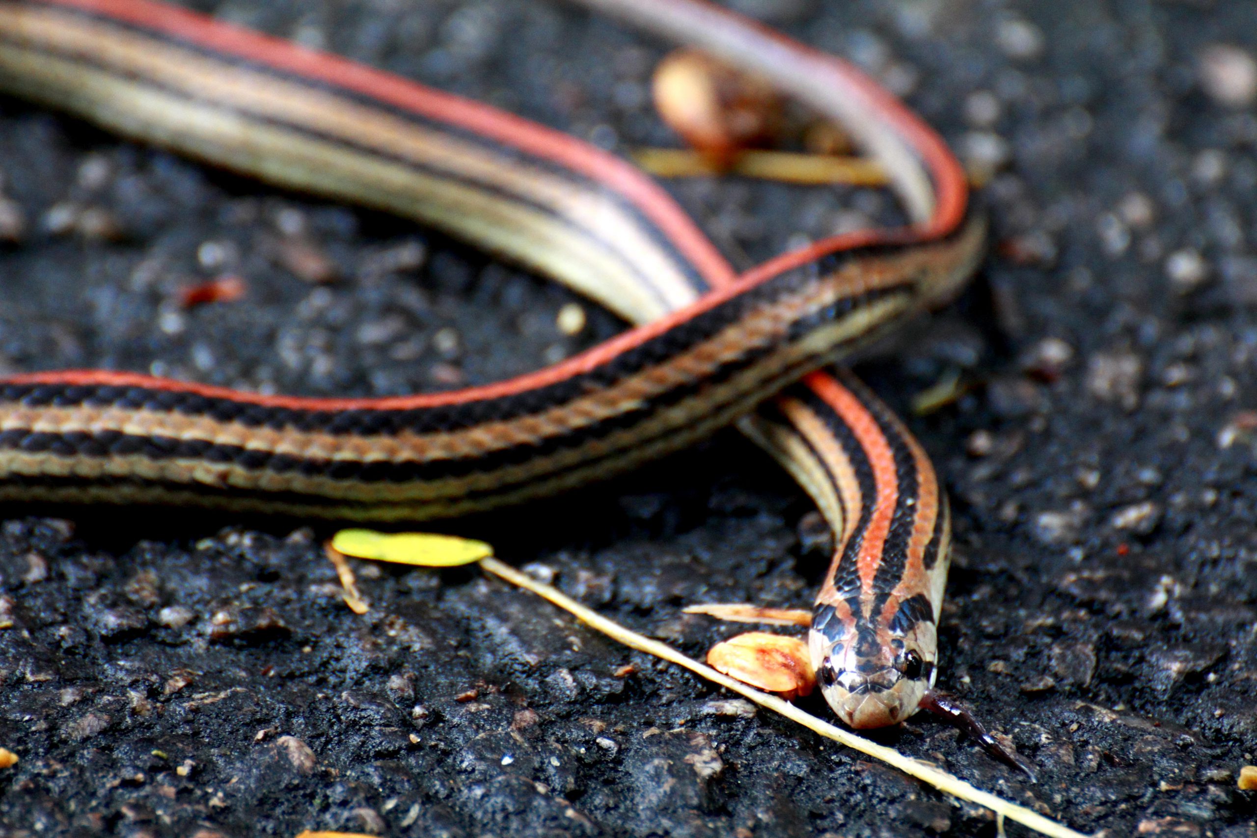 Snake sighting at Bukit Brown 2 – Singapore Research Nexus