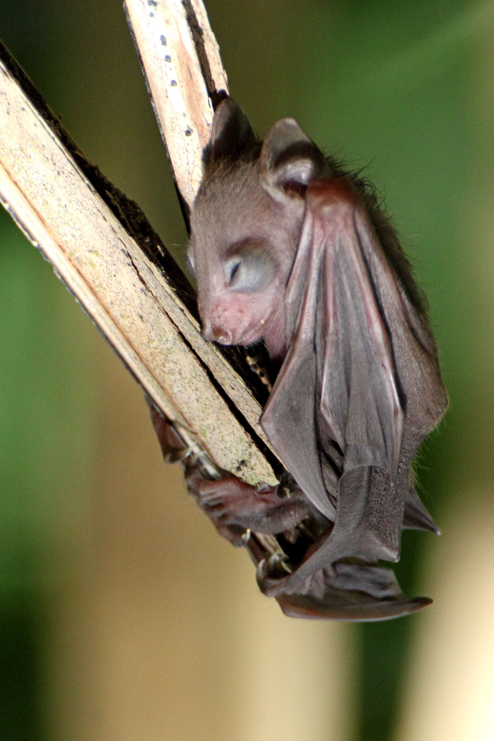 common fruit bat – Singapore Research Nexus