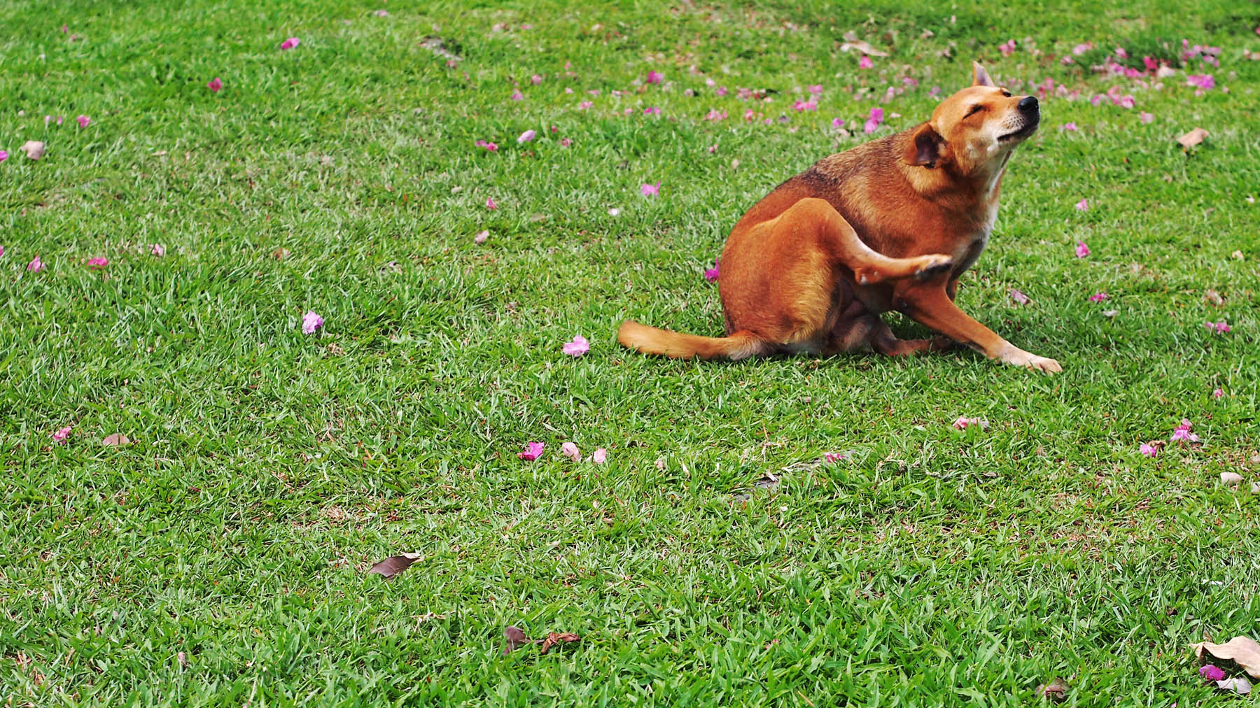 Scratching dog – Singapore Research Nexus