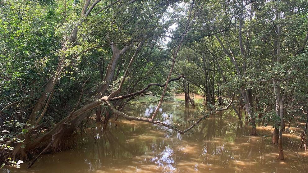 Mangroves, a crown jewel of Singapore’s coastline – Singapore Research ...
