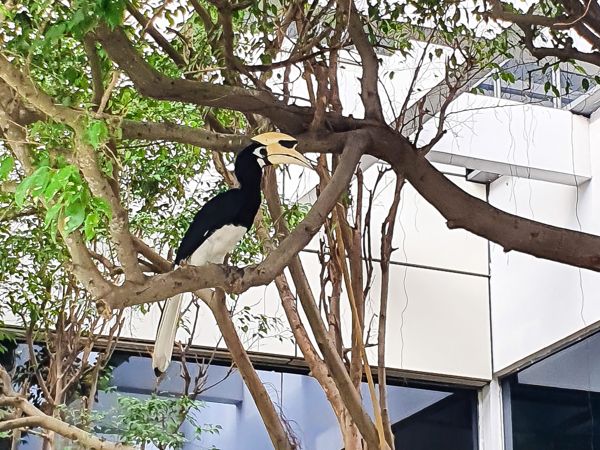 Meet the Neighbours: The Seven Animals You’ll Spot in NUS – NUS Faculty ...