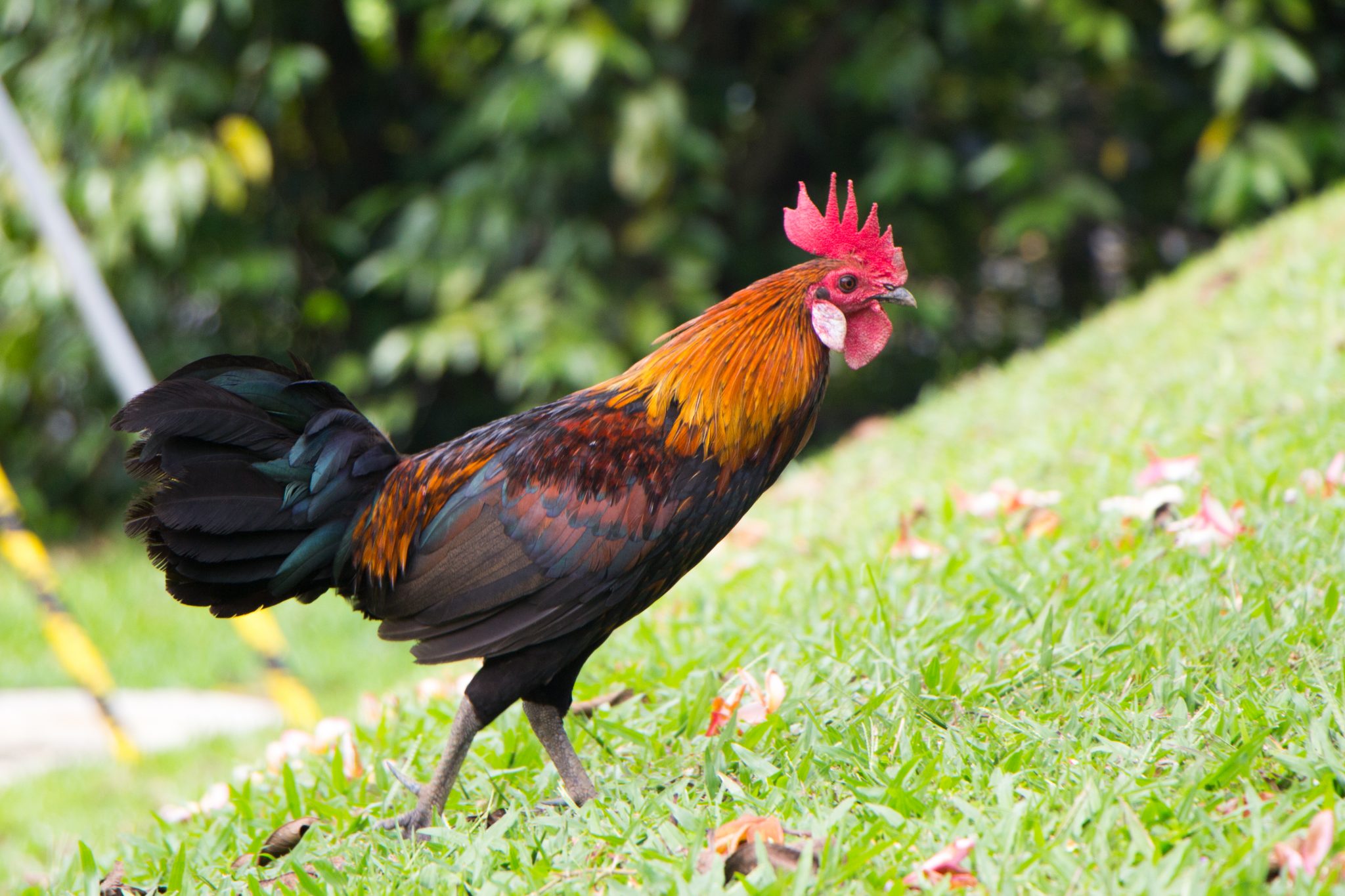 Meet the Neighbours: The Seven Animals You’ll Spot in NUS – NUS Faculty ...