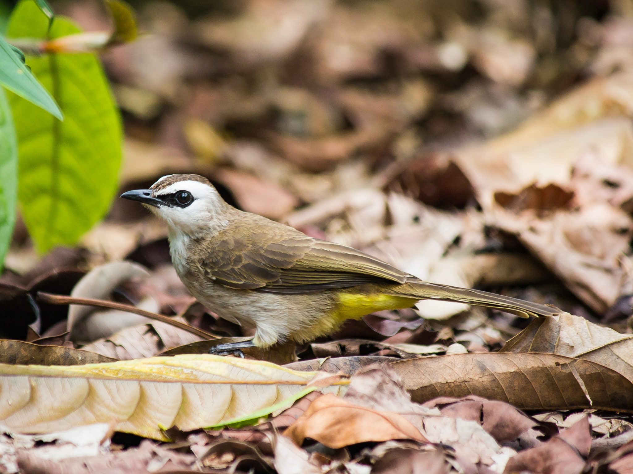 Meet the Neighbours: The Seven Animals You’ll Spot in NUS – NUS Faculty ...