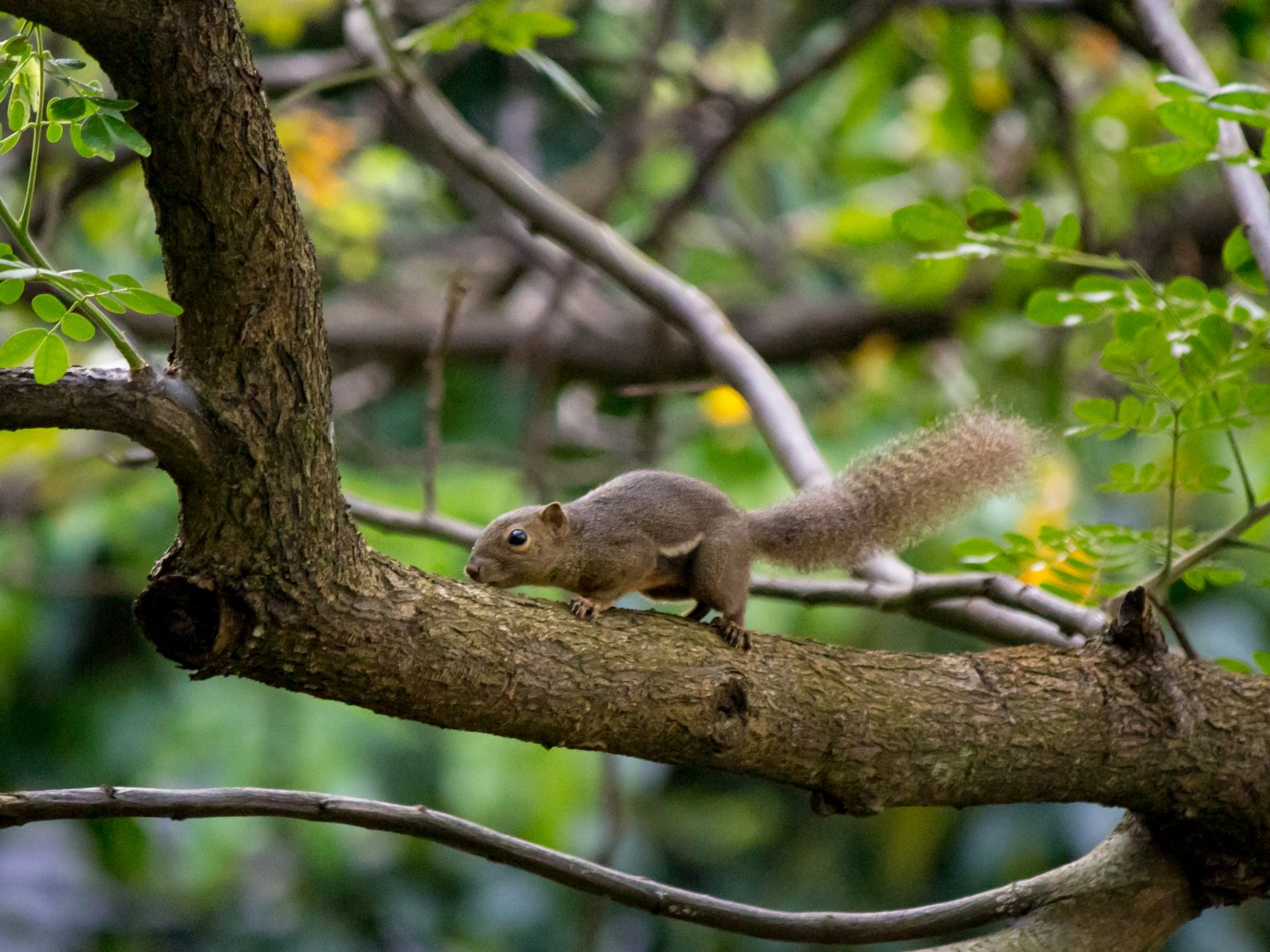 Meet the Neighbours: The Seven Animals You’ll Spot in NUS – NUS Faculty ...